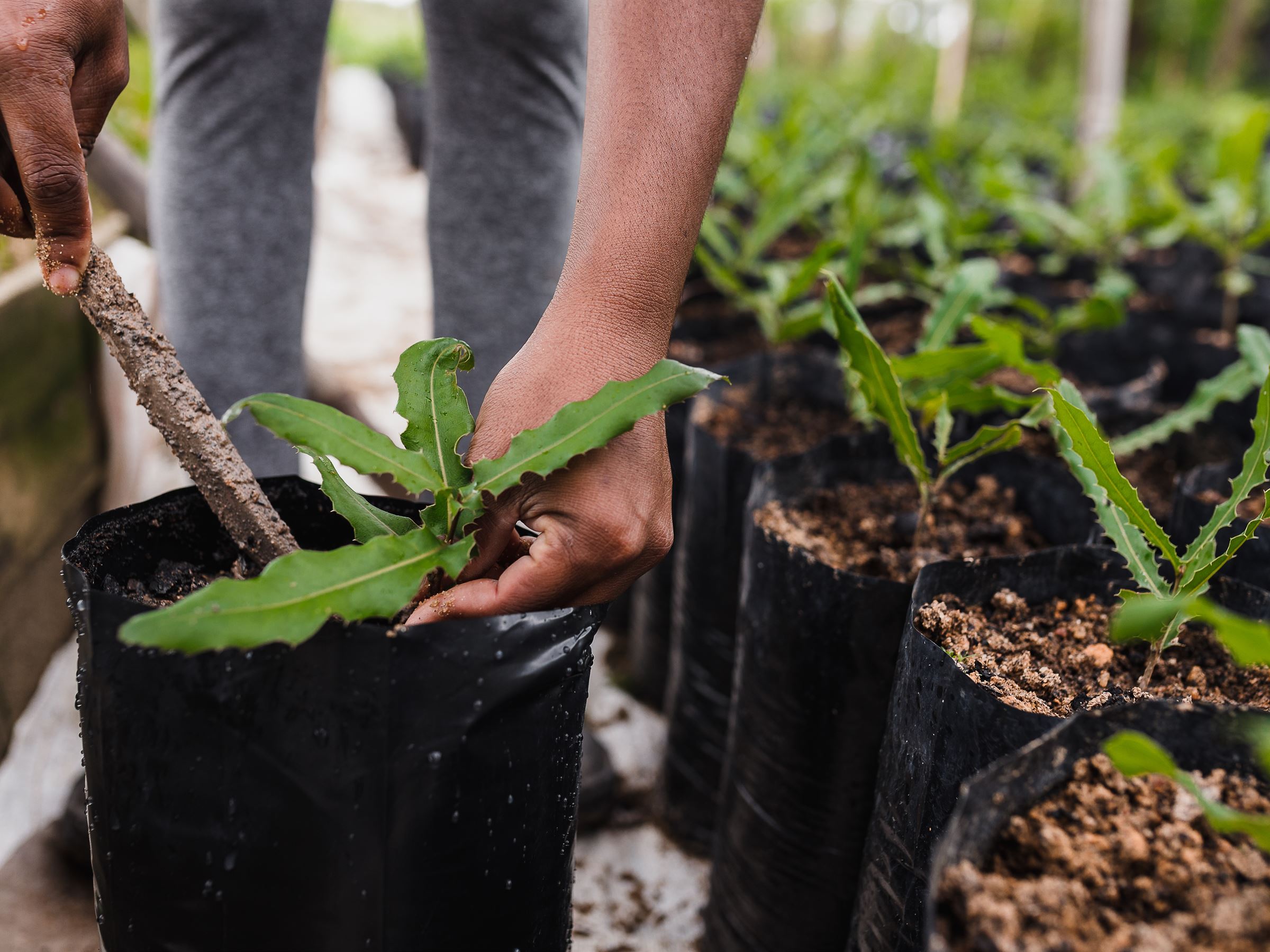 Tree Planting Workshop