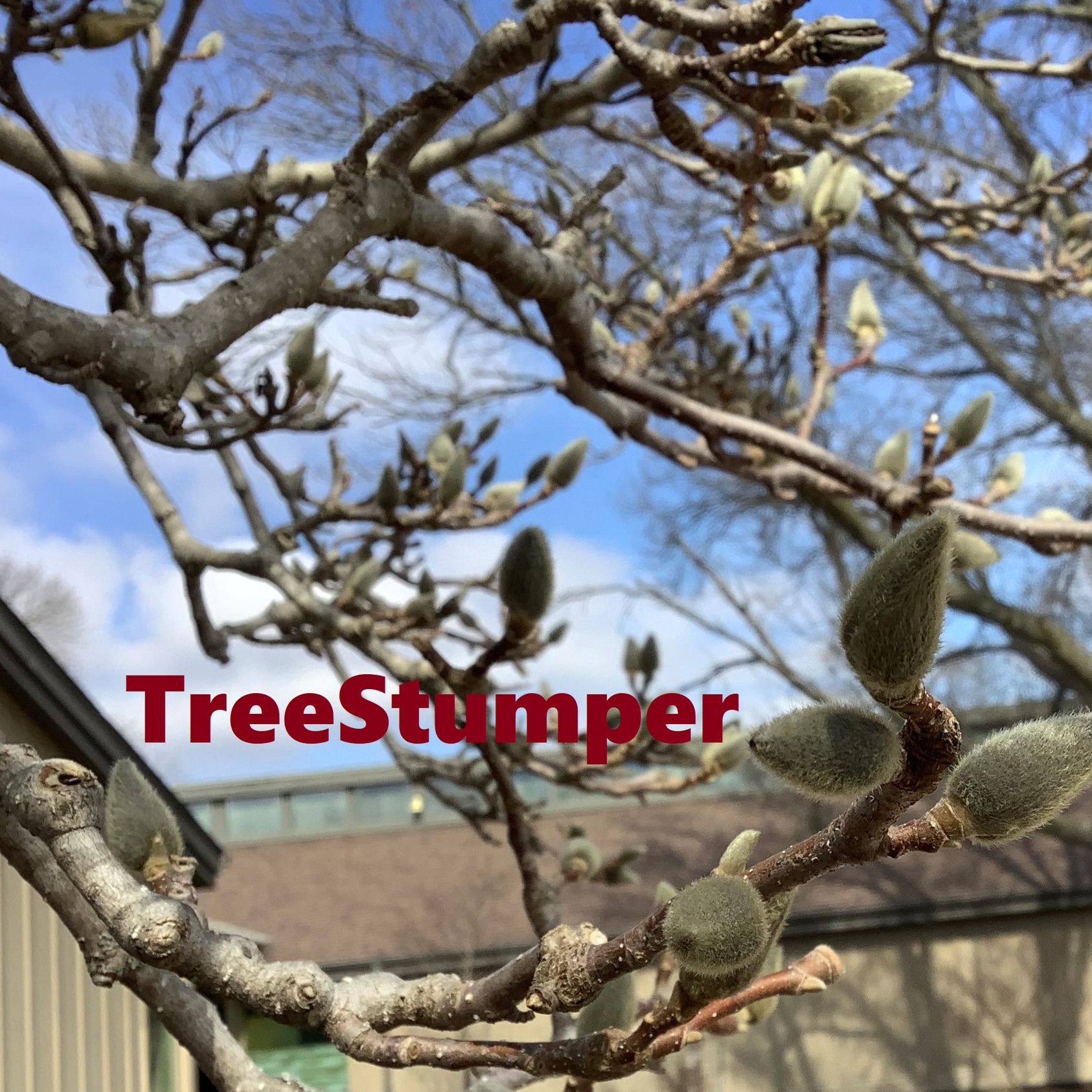 Tree Stumper!